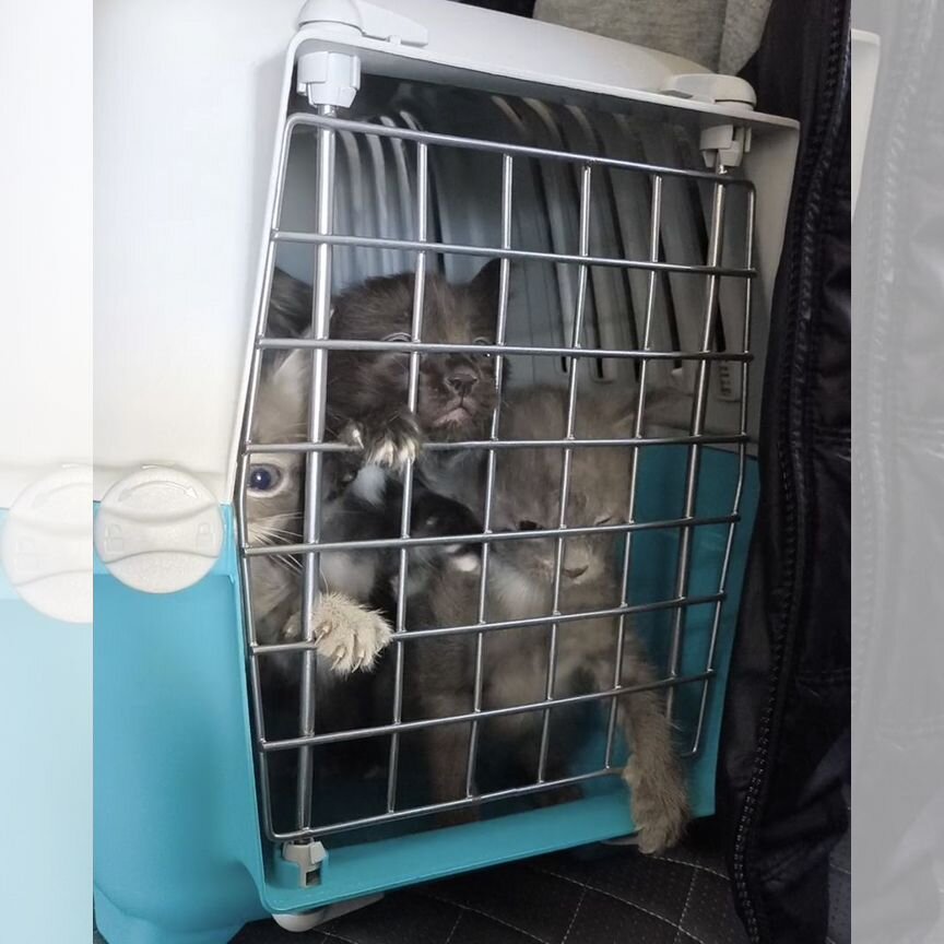 Отдам котят в добрые руки