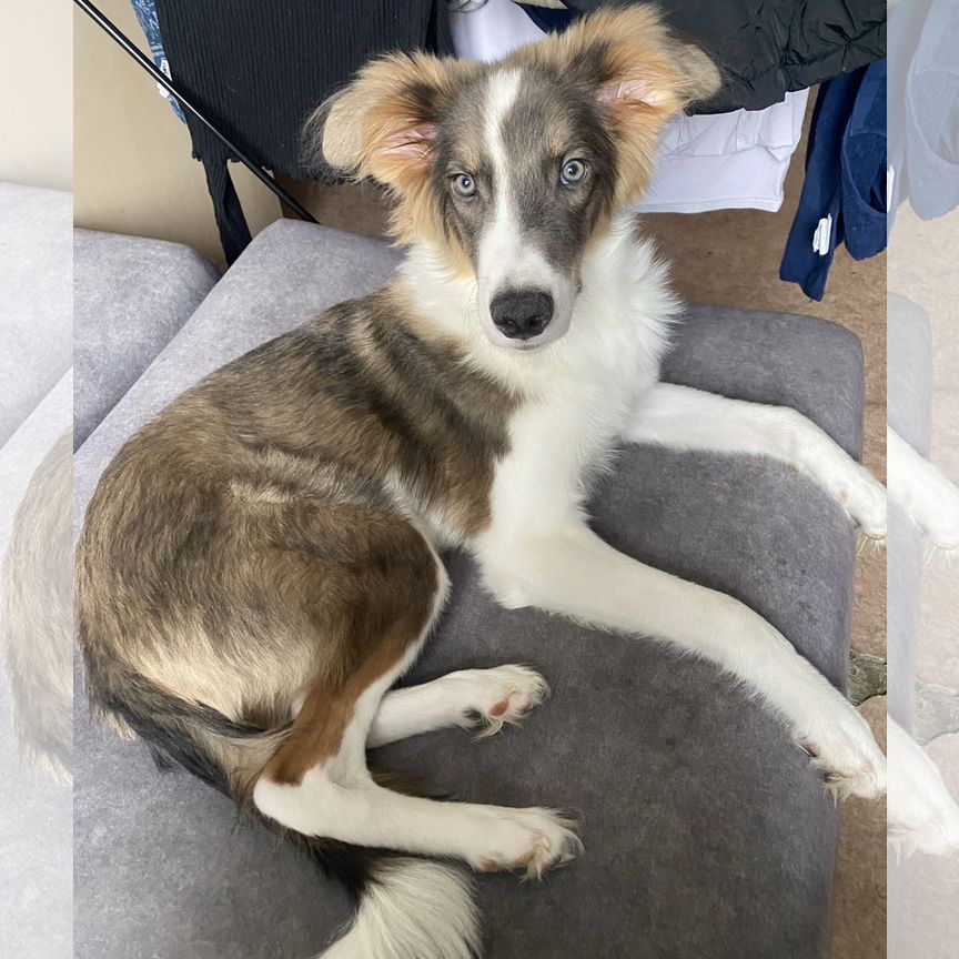 Щенок в добрые руки