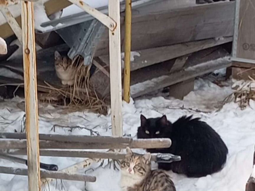 Котята в добрые руки
