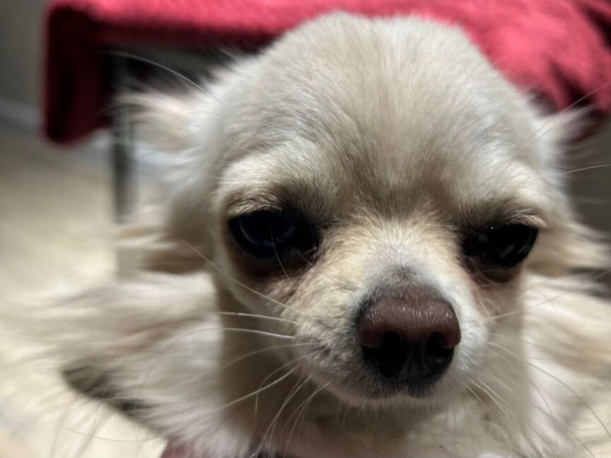 Собака в добрые руки маленькая