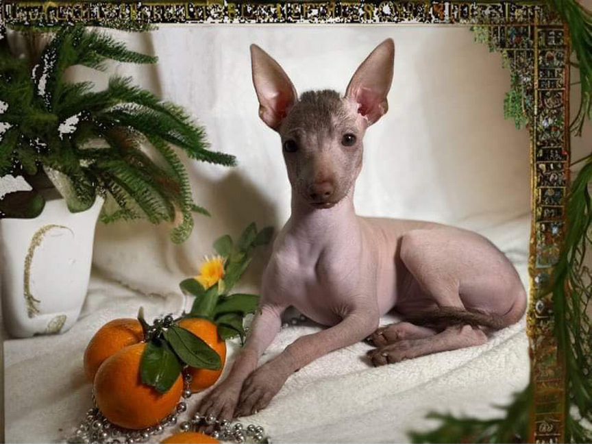 Мексиканская голая девочка щенок