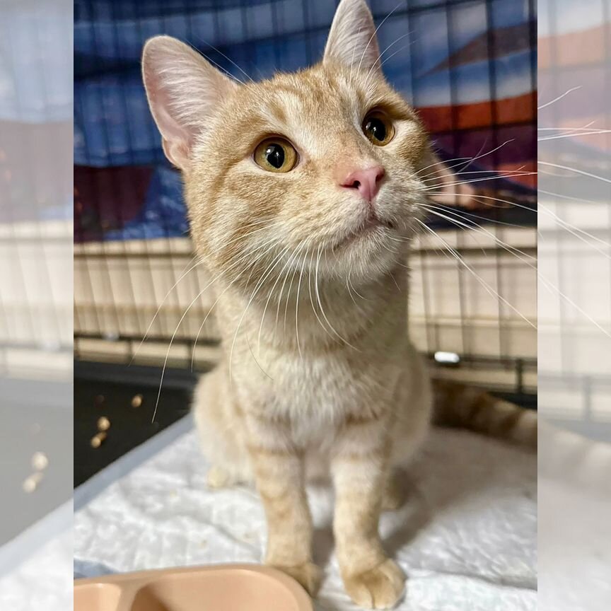 Взрослый кот в добрые руки