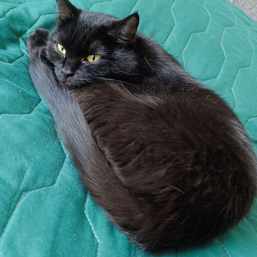 Кошка молоденькая