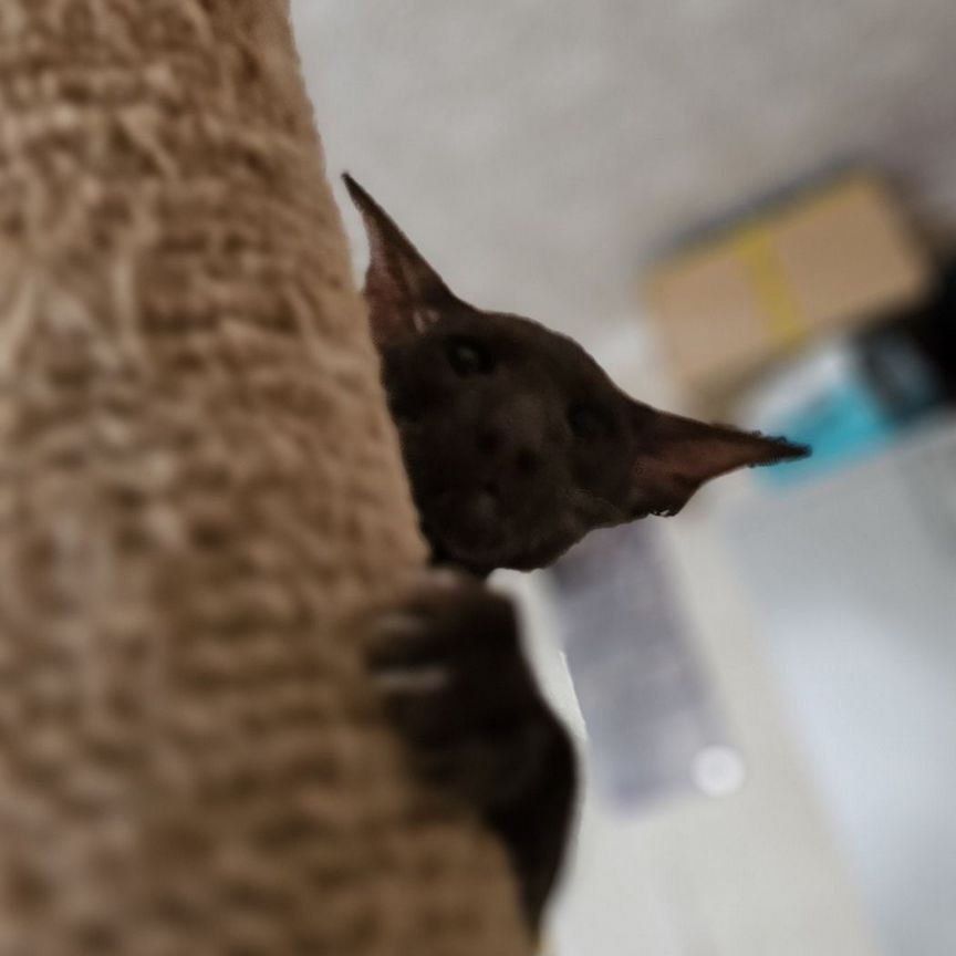 Ориенталочка с проблемами