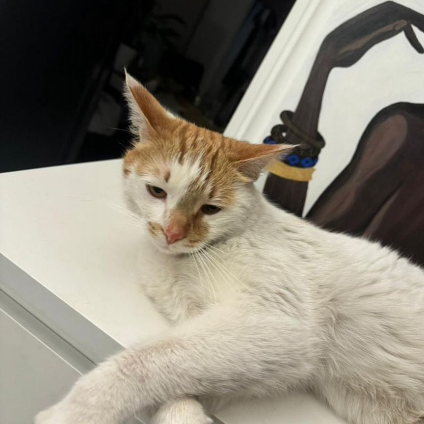 Котик кастрированный
