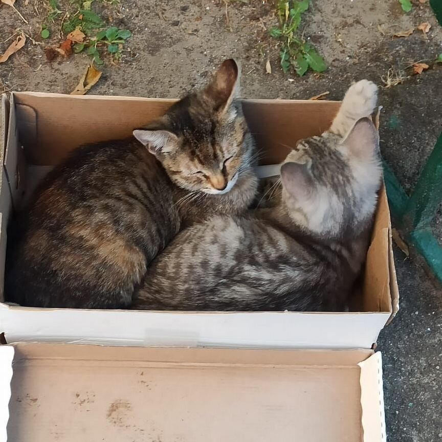 Котята с улицы в поисках куратора или дома