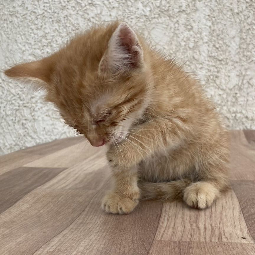 Котик рыжий маленький