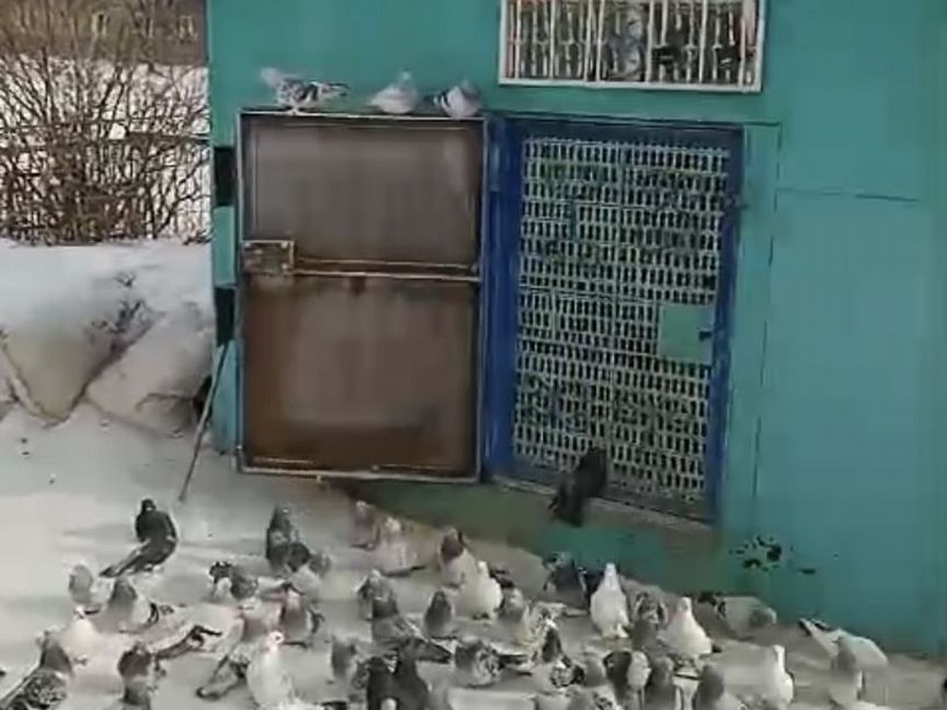 Голуби турецкая такла