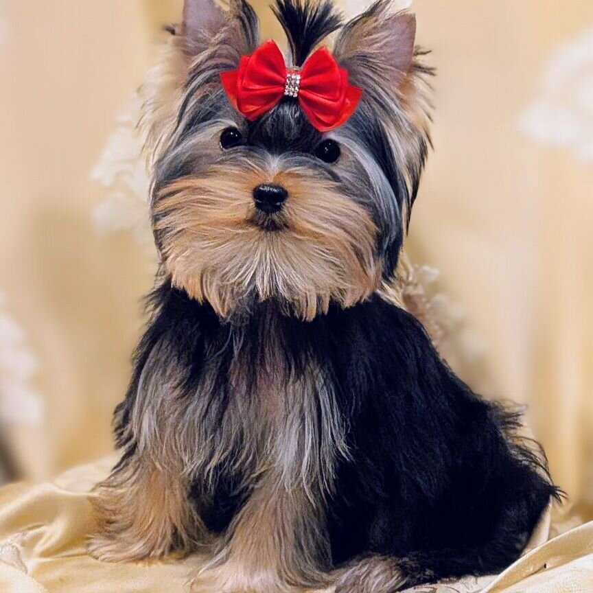 Йоркширский терьер, щенок