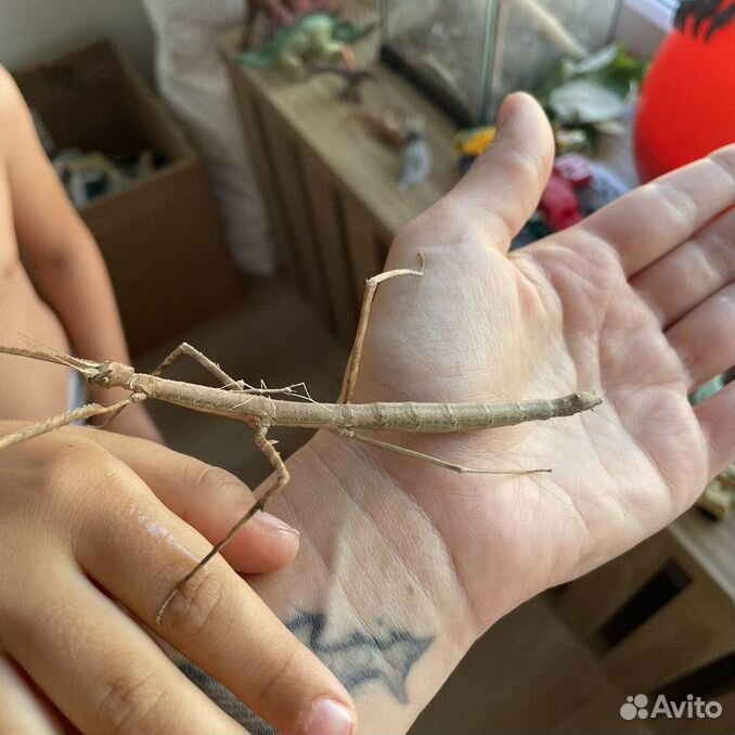 Палочник аннамский