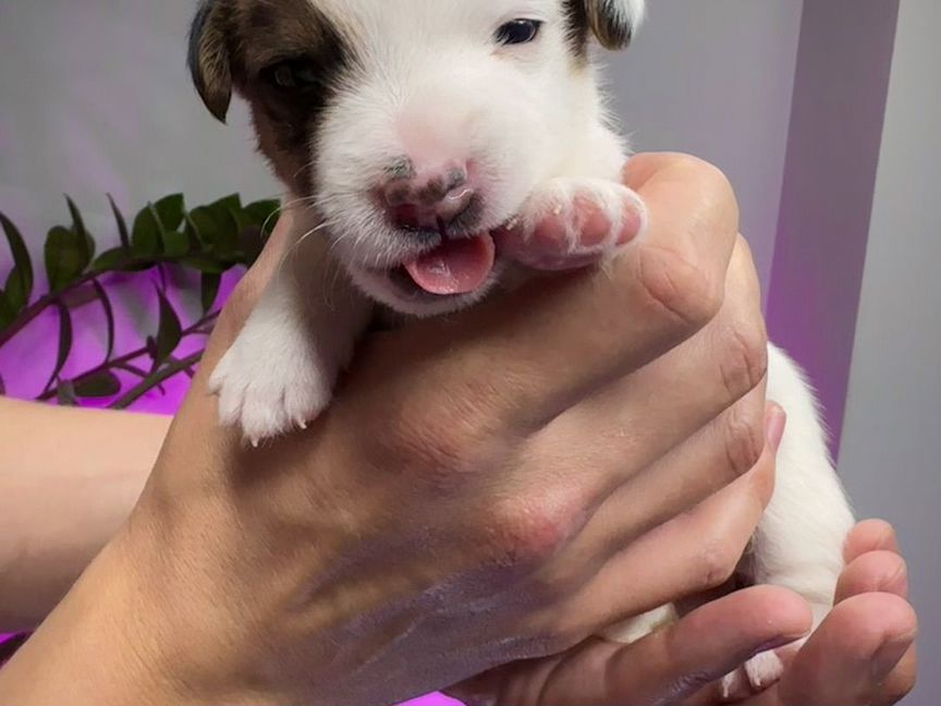 Щенки джек Рассел терьер