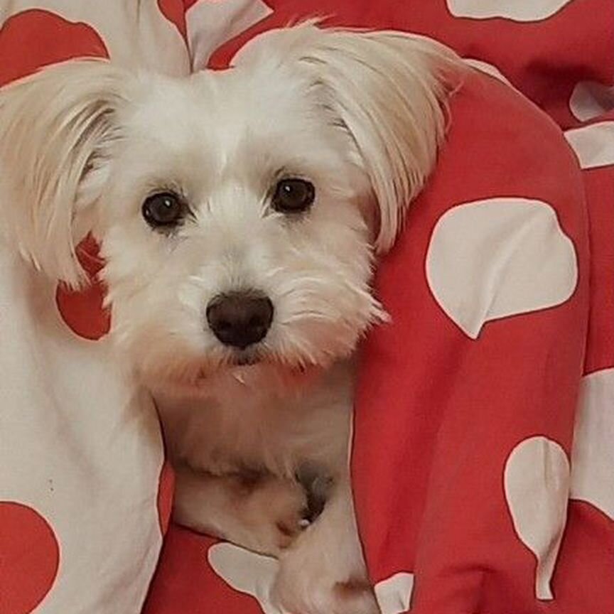 Мальтийская болонка