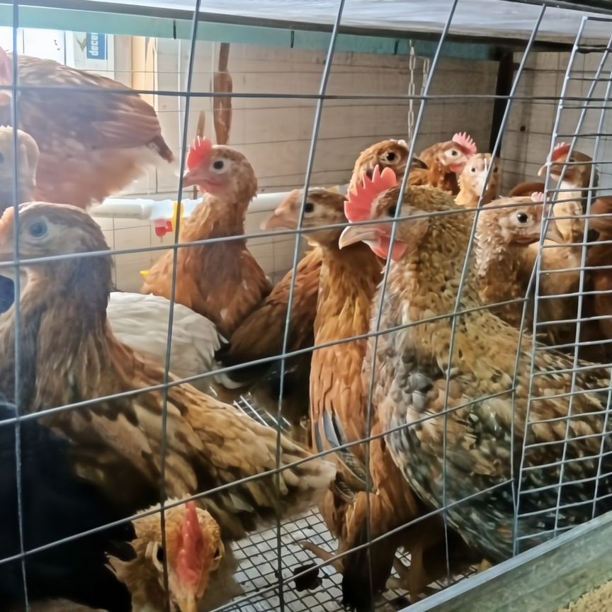 Цыплята от кур несушек