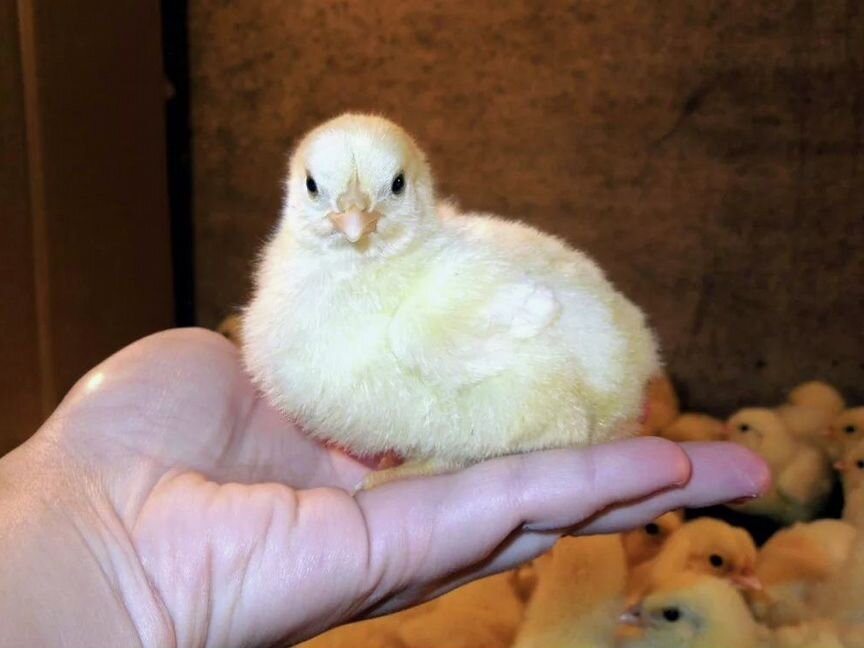 Суточный бройлер кооб 500