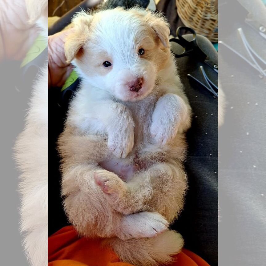 Бордер-колли, щенок