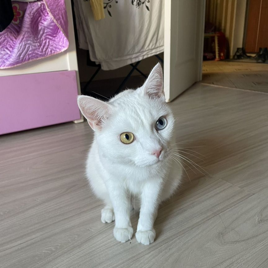 Кот кастрированный в хорошие руки