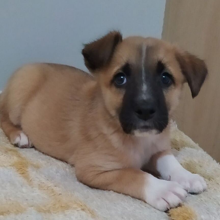 Кексик ищет дом