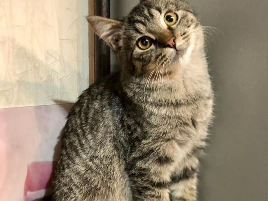 Котёнок 4 месяца