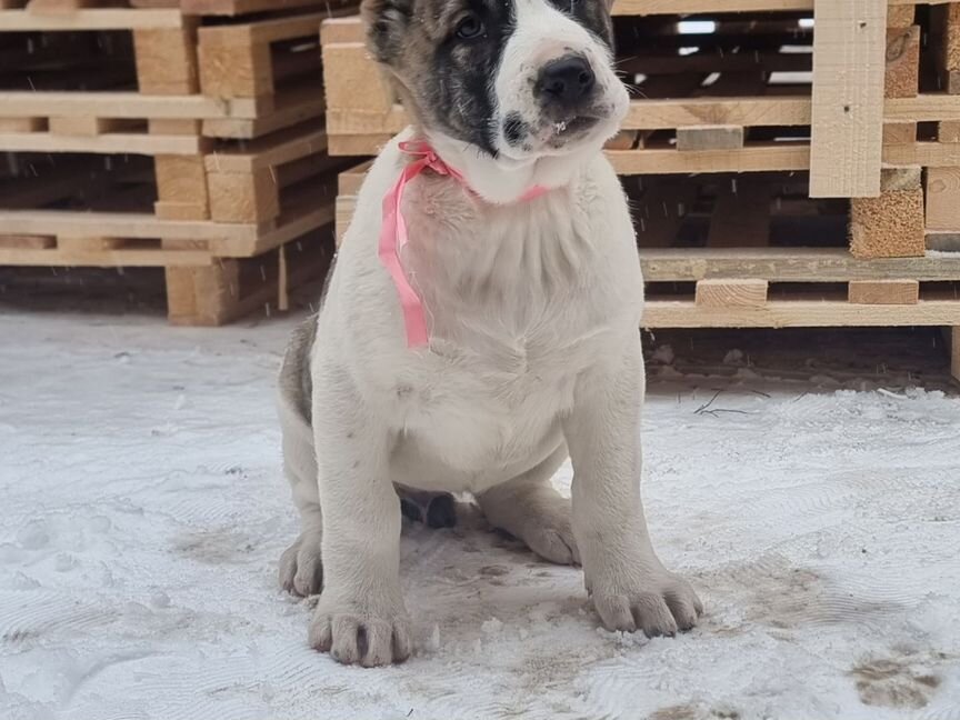 Среднеазиатская овчарка