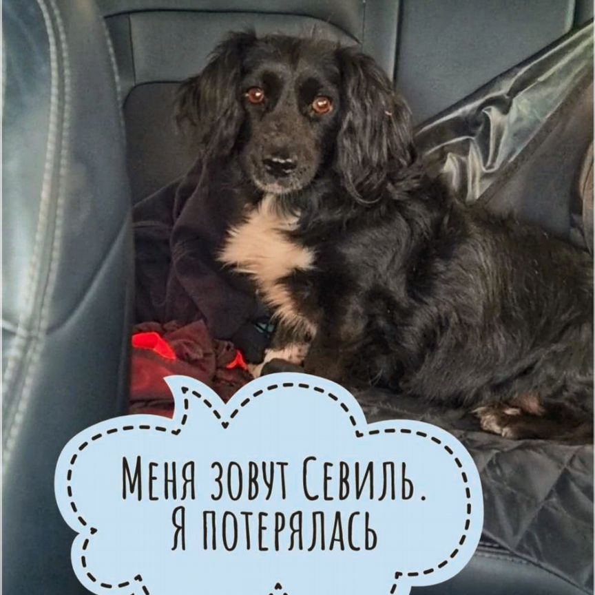 Собака Севиль, метис спаниеля