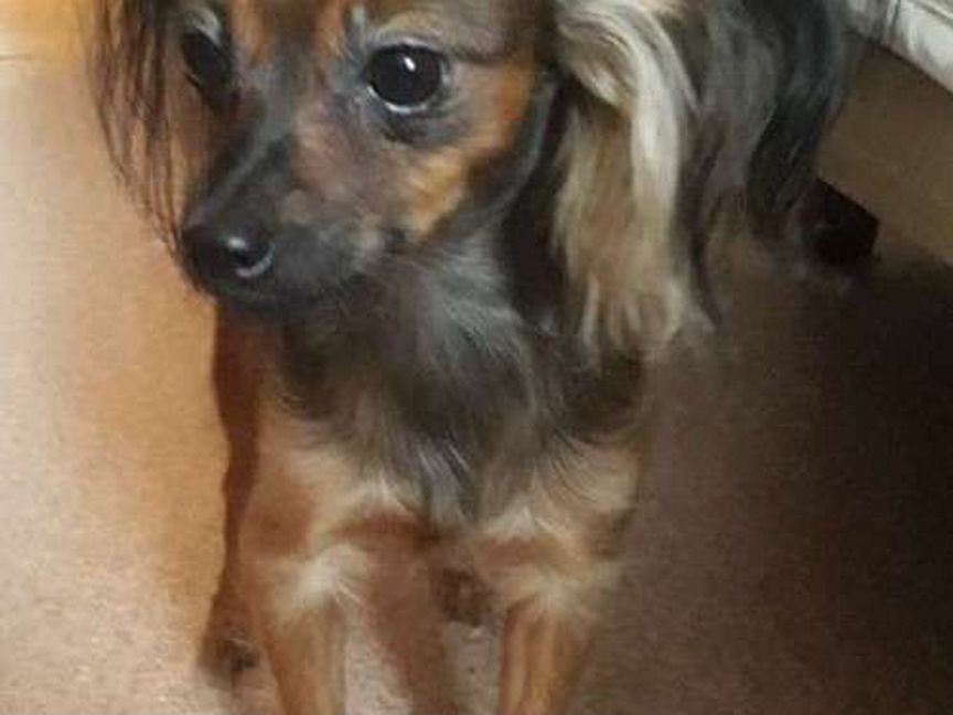 Щенки длинношерстного той-терьера