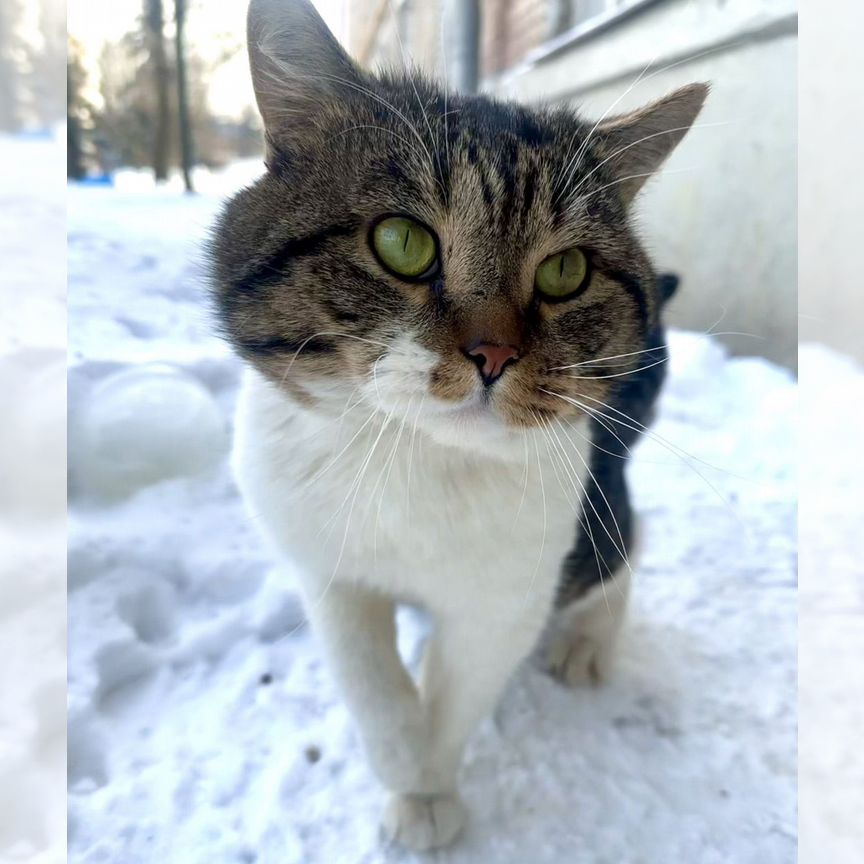 Взрослый кот в добрые руки