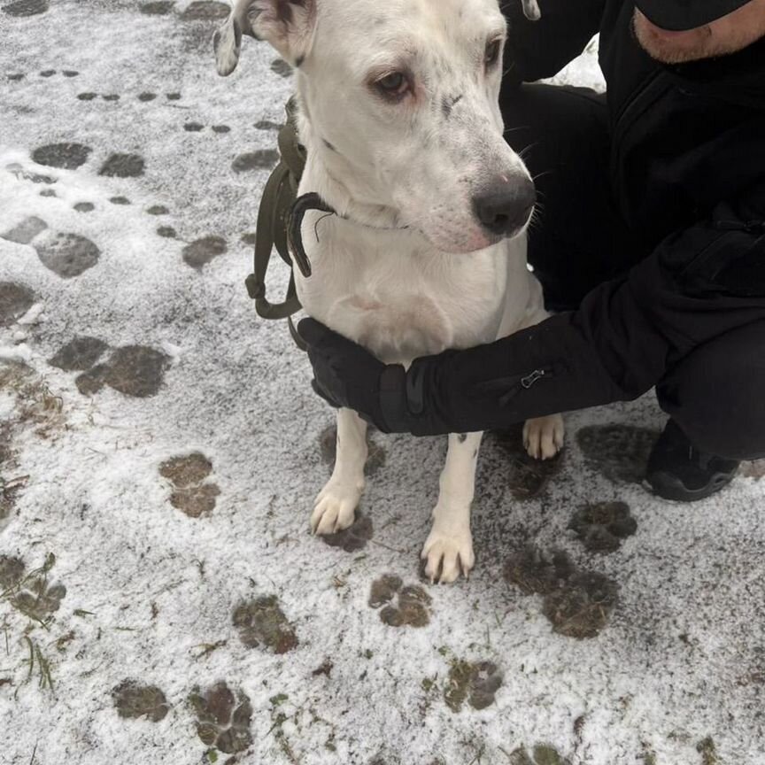 Собака в добрые руки мальчик