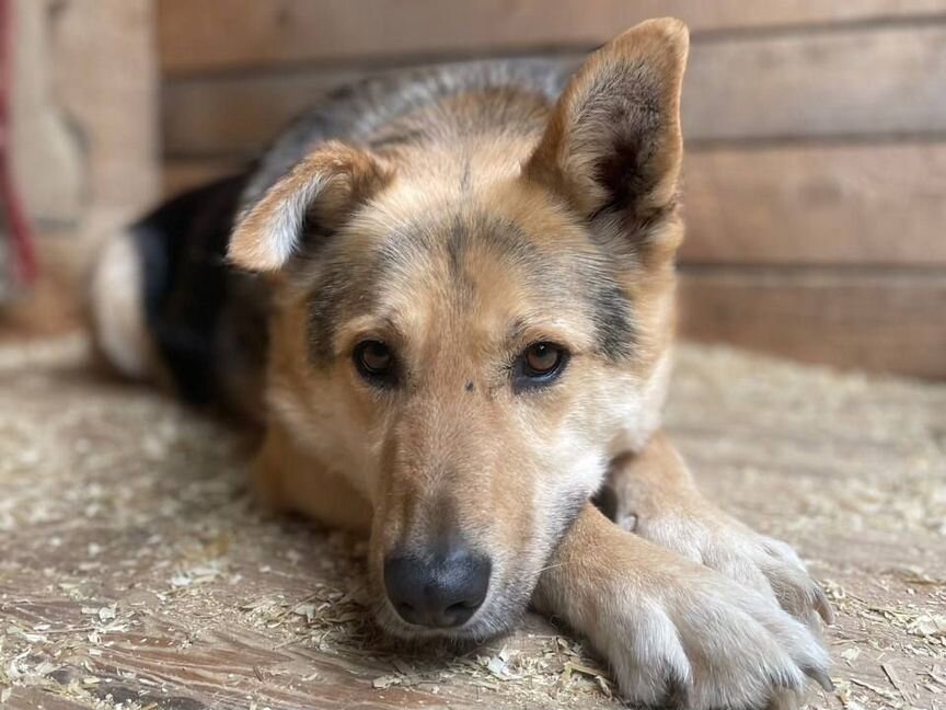 Ласковый пес пропадает в приюте