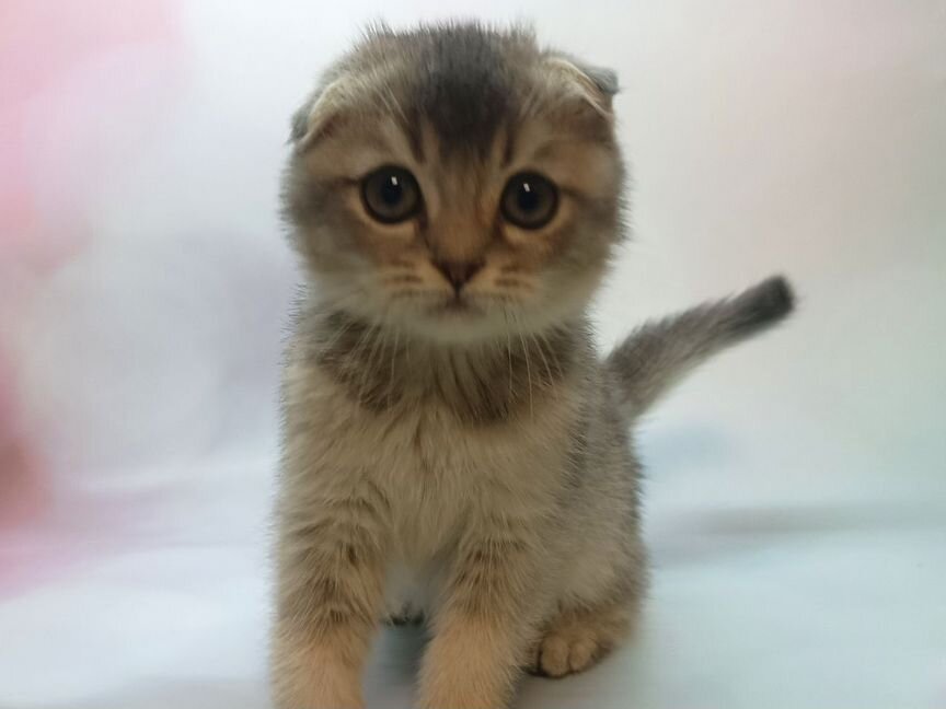 Шотландские котята редких окрасов