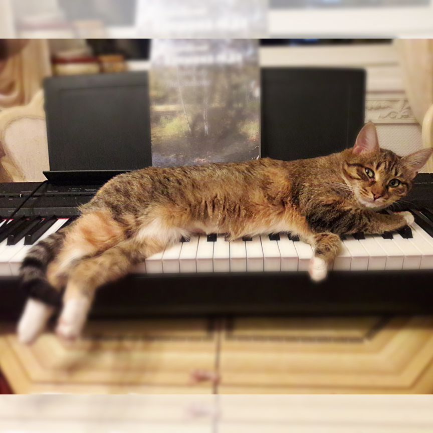 Рыжая кошь ищет дом