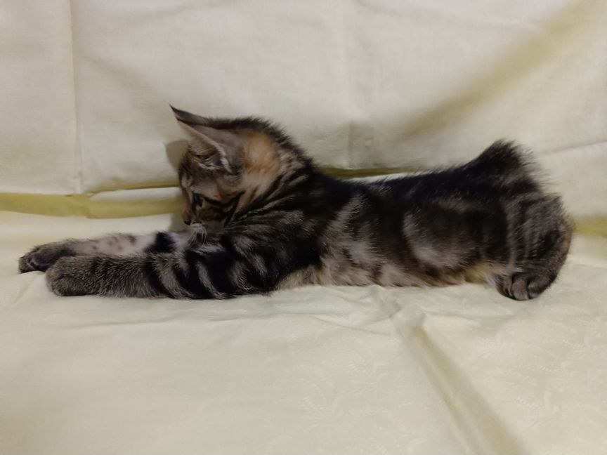 Котёнок Курильский бобтейл