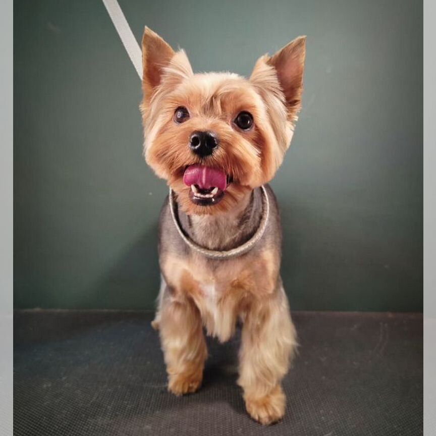 Йоркширский терьер, взрослая собака