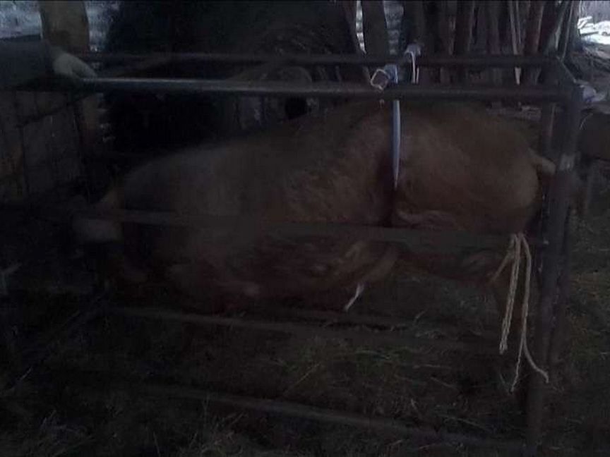 Клетка для кастрации Хряков