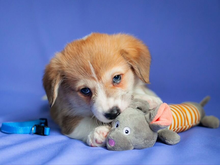 Вельш-корги пемброк