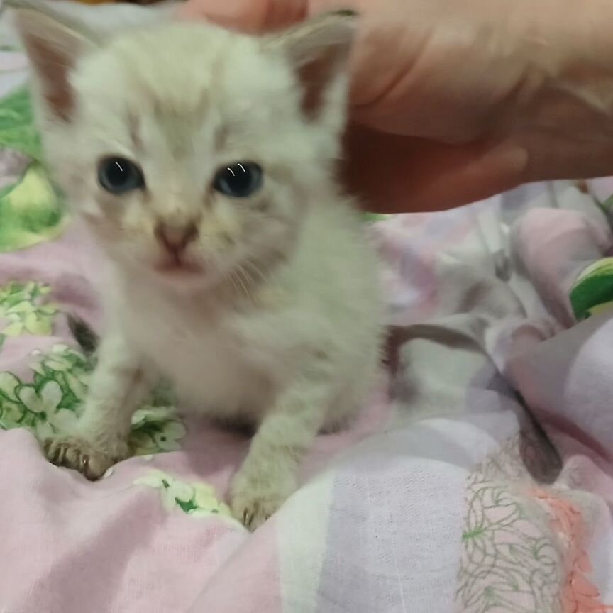 Котята