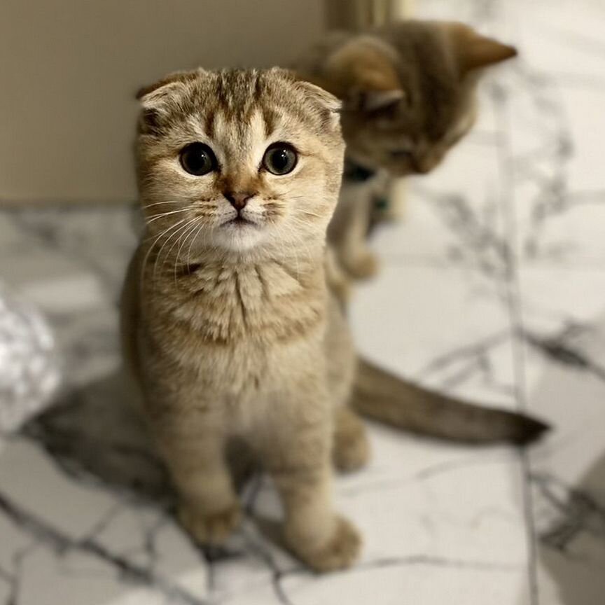 Британский короткошёрстный котёнок