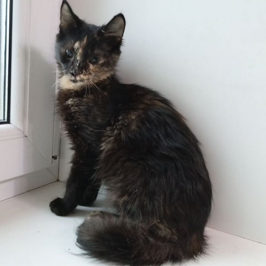 Отдам котят в добрые руки