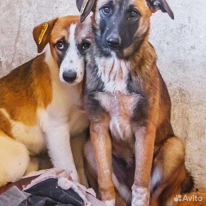 Милашки ищут дом