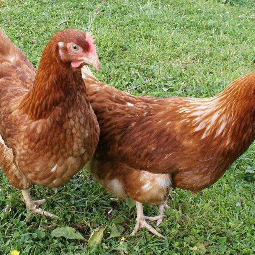 Куры самые лучшие