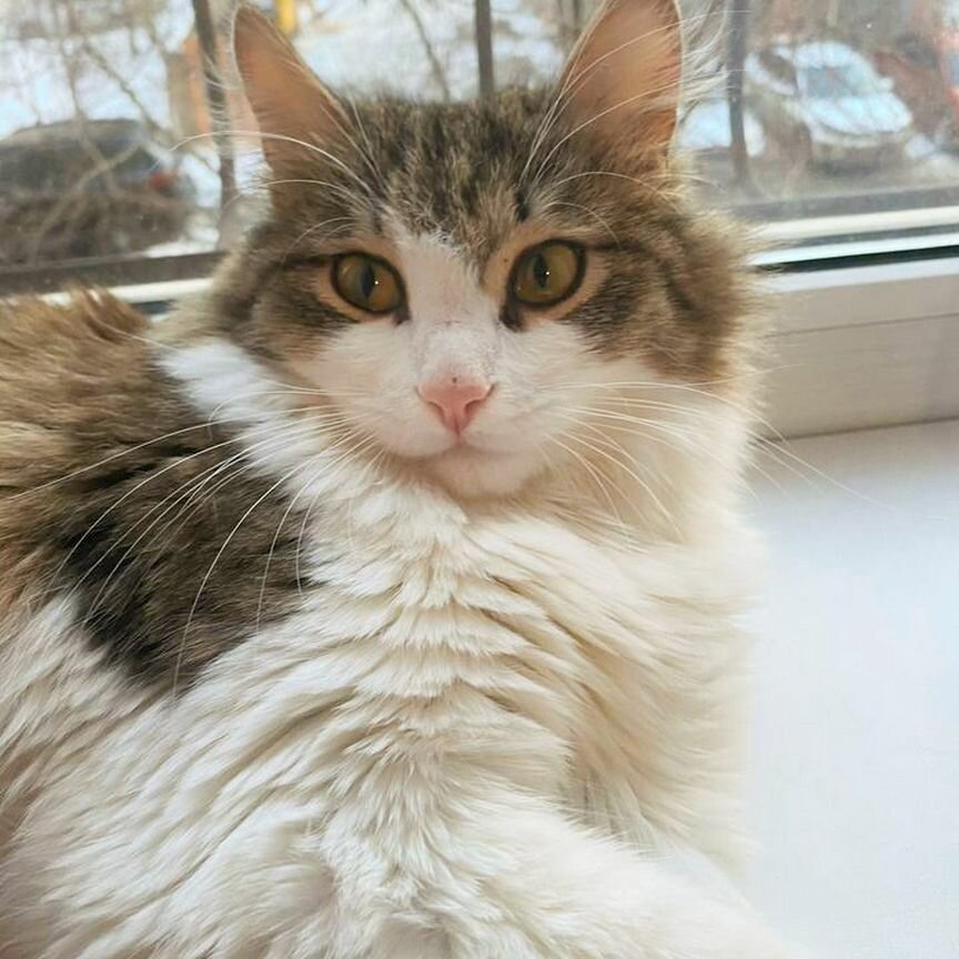 Кот Мурзик