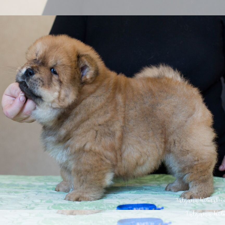 Чау-чау, щенок