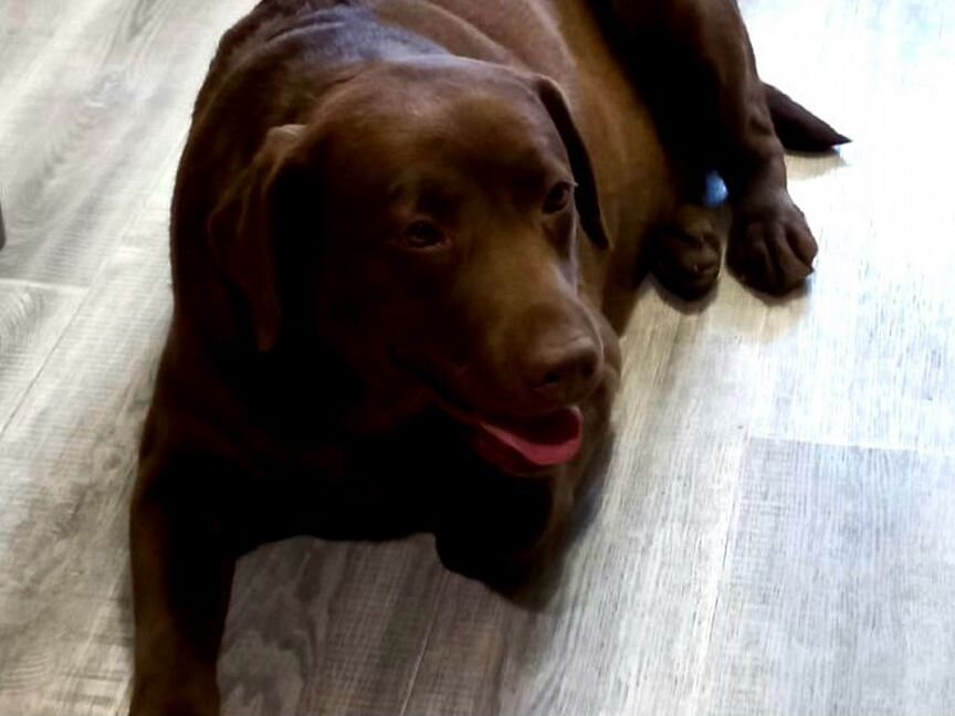 Отдам собаку