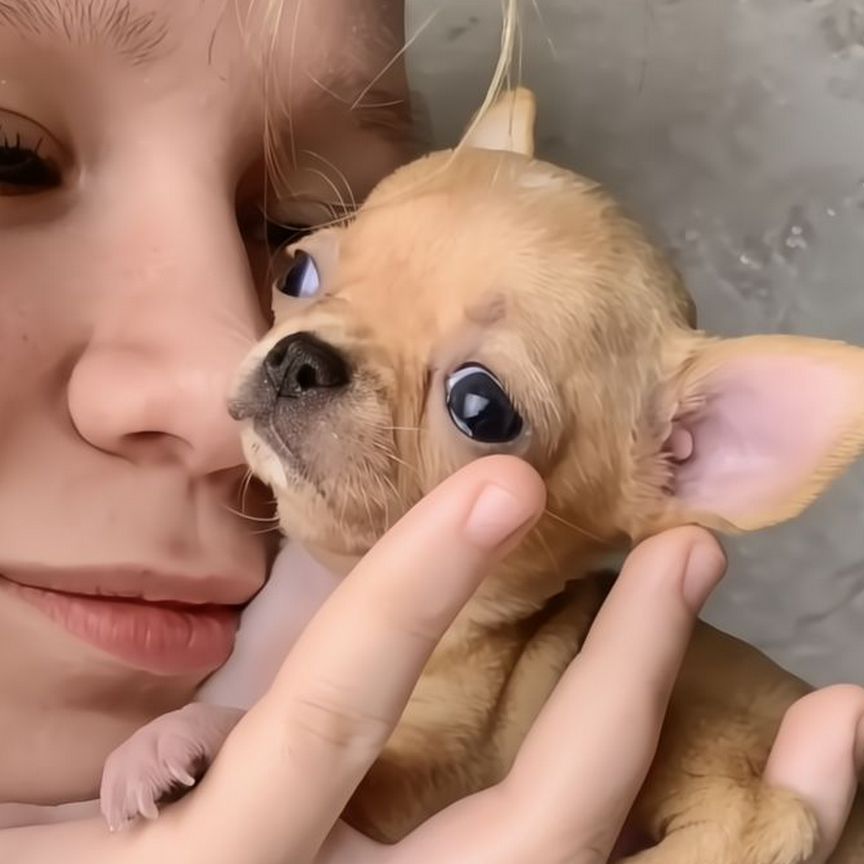 Чихуахуа, щенок