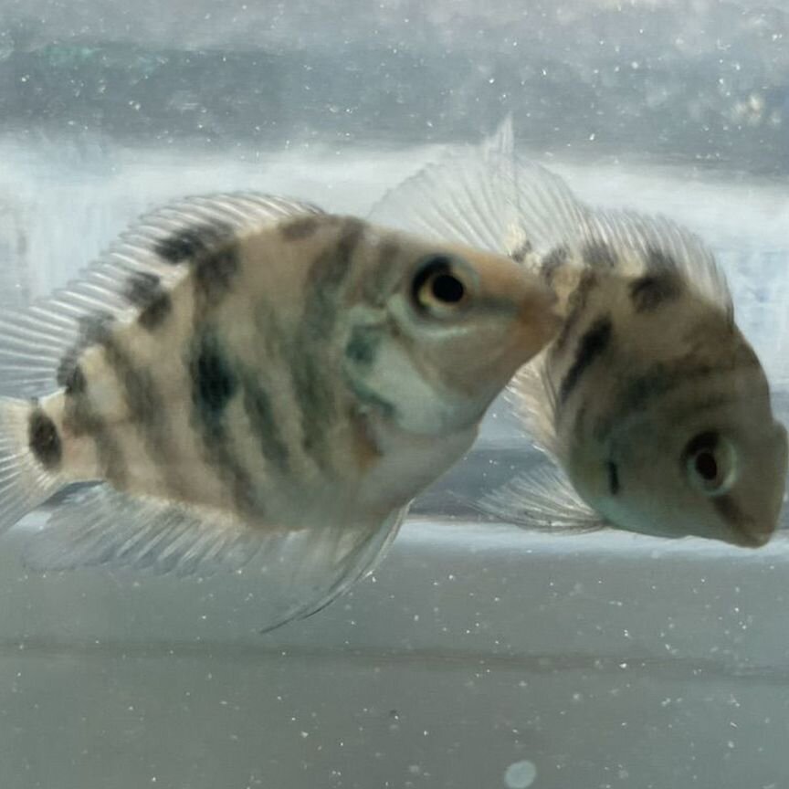 Рыбка сапфировый попугай