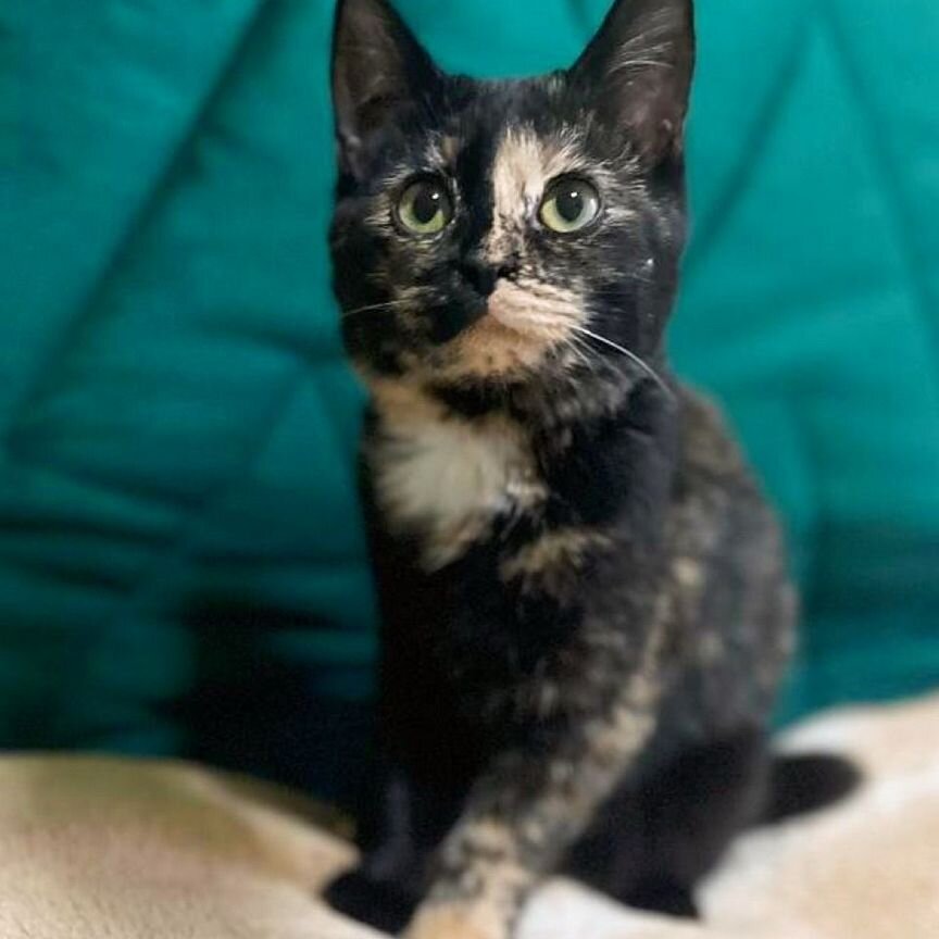 Котенок Зайка в добрые руки