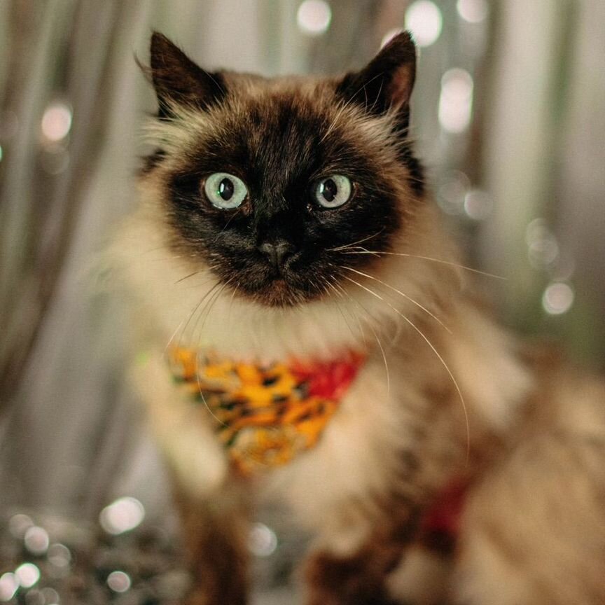 Через 5 дней выпуск на улицу