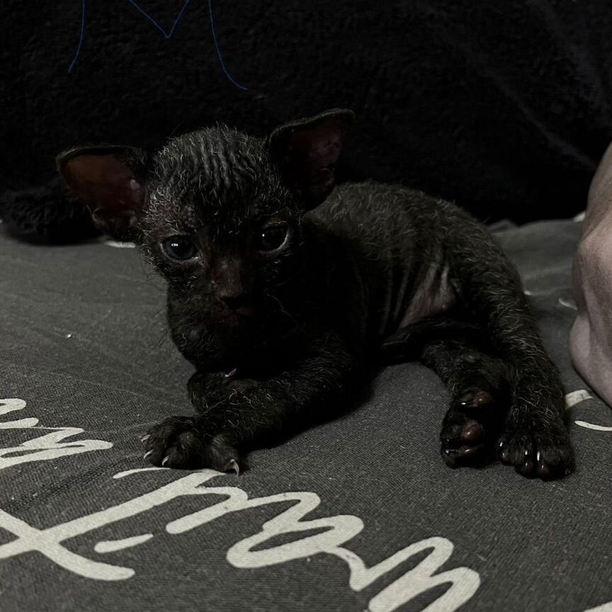 Котята сфинкс велюровые