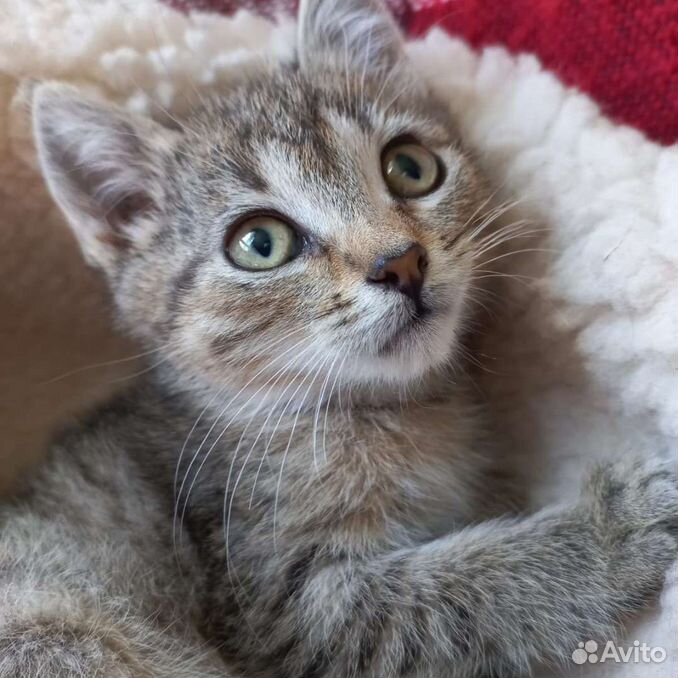 Полосатые котята ищут дом. Есть всего неделя