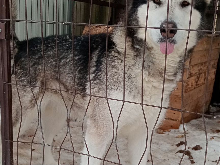 Аляскинский маламут