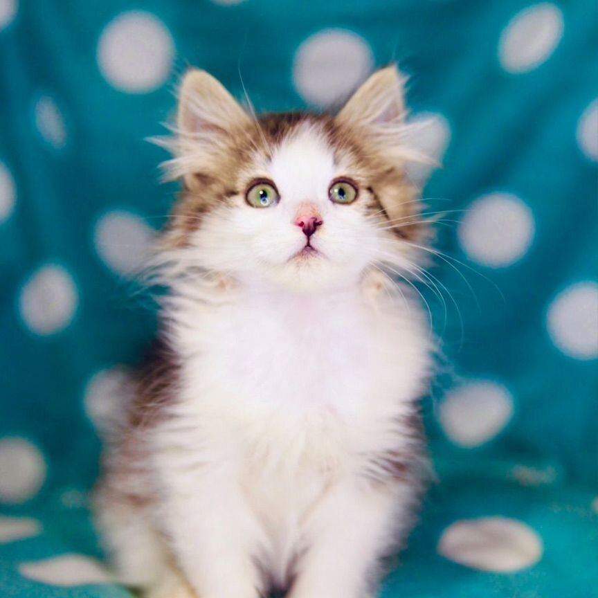 Пушистики: мальчик и девочка